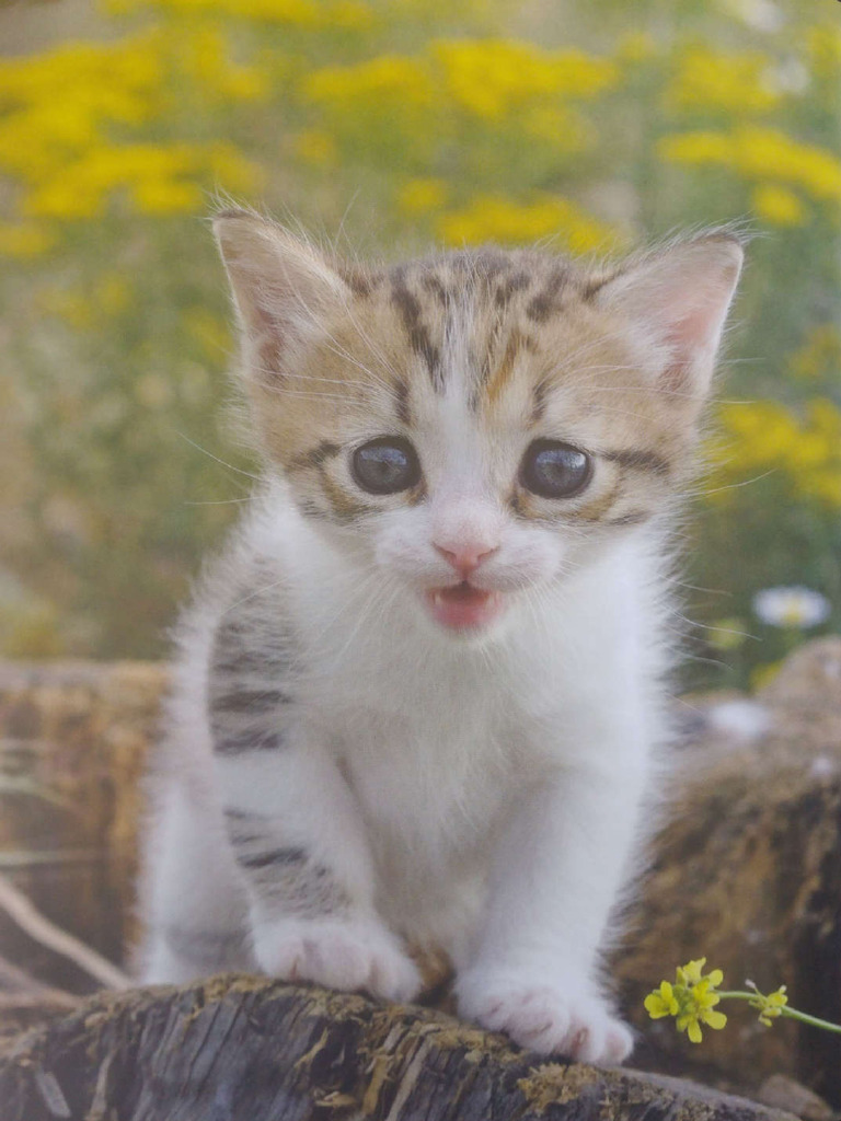 1000 Macska - 2. Fele | PDF