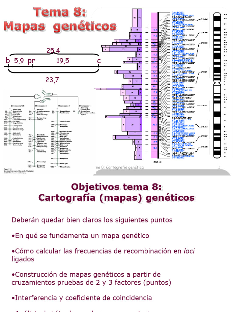 Tema 8 Mapas Genéticos2015 - 4 - 16D12 - 53 | PDF | Mitosis | Gene