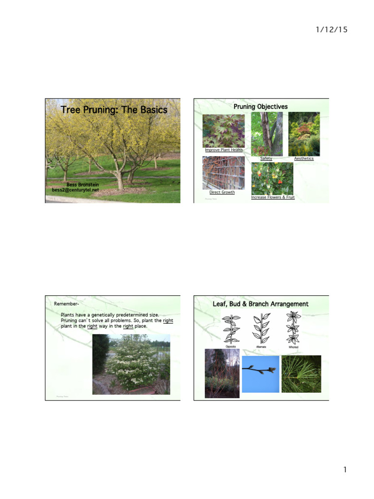 Trees I | PDF | Pruning | Root