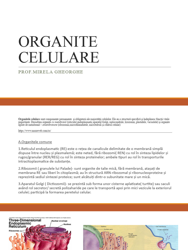 Organite Celulare | PDF
