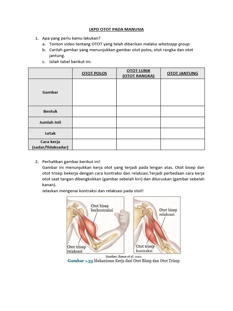 LKPD 2. Otot Pada Manusia | PDF | Pengembangan Diri