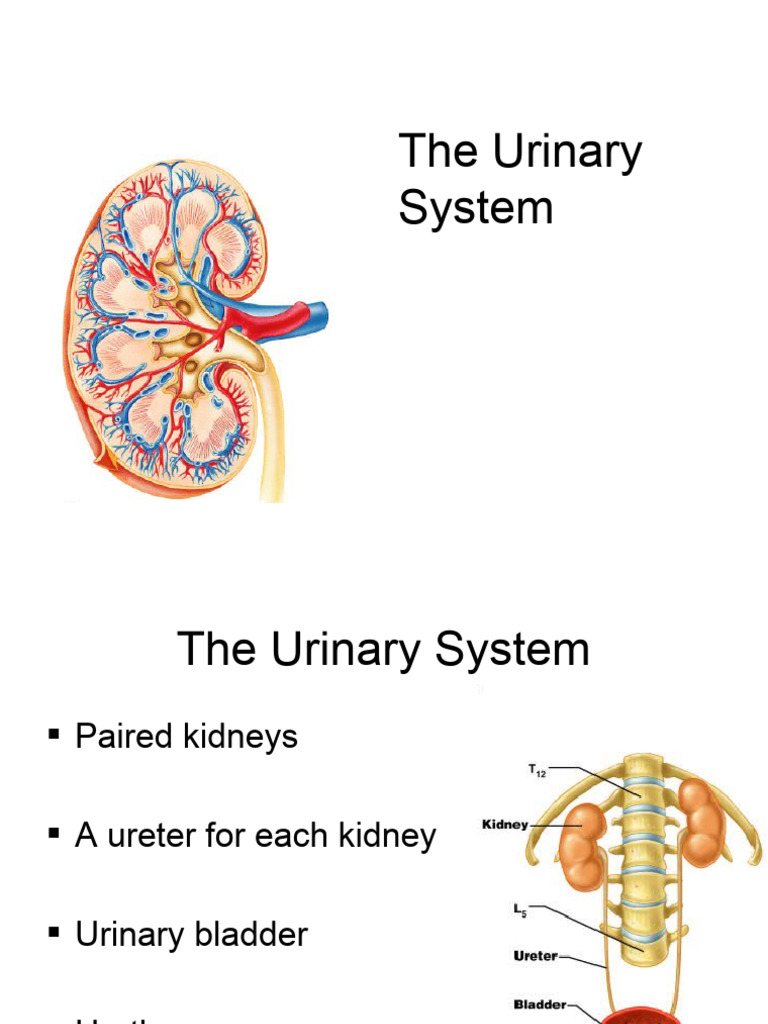 Anatomy of the Urinary System | PDF | Kidney | Urinary System