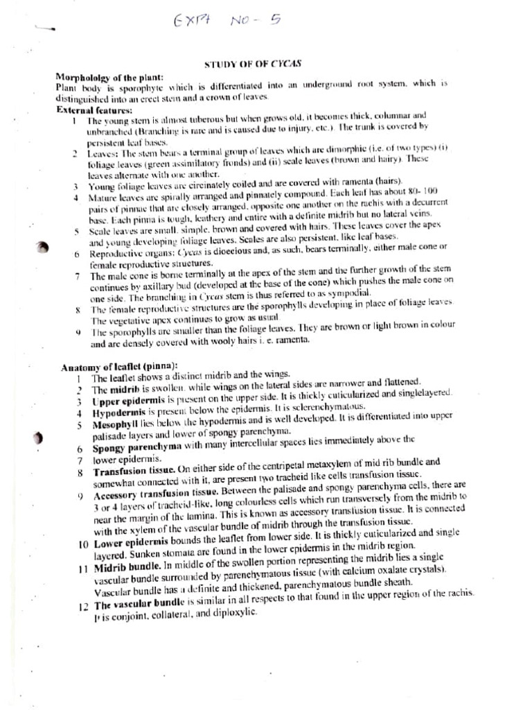 Life Cycle of Cycas-1 | PDF | Leaf | Tissue (Biology)