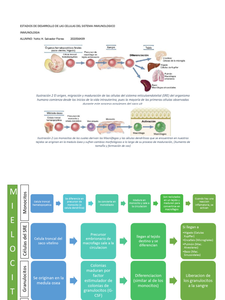 Ontogenia de Mielocitos y Linfocitos | PDF | Hematopoyesis | Biología