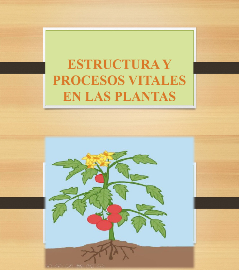 Estructura y Procesos Vitales en Las Plantas | PDF