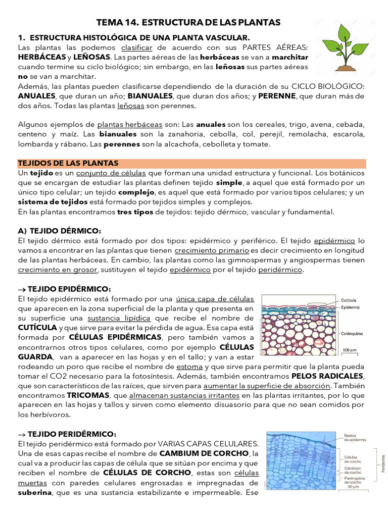 Tema 14. Estructura de Las Plantas | PDF | Tallo de la planta | Raíz