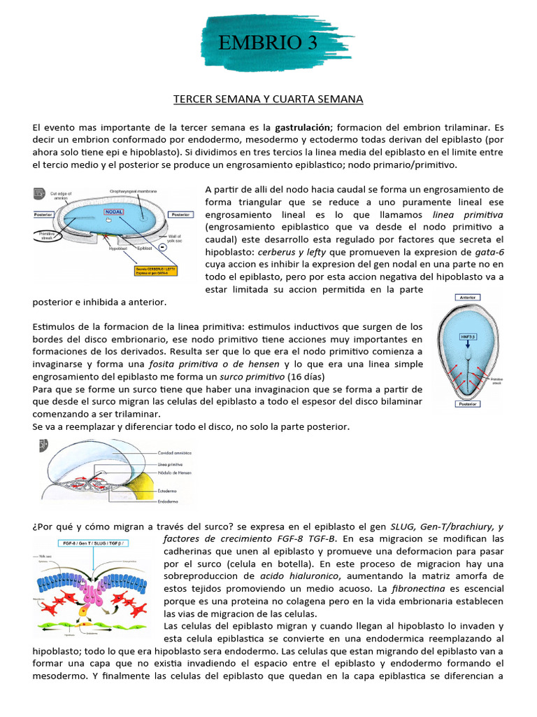 Embrio 3 | PDF | Tejido (biología) | Procesos biologicos