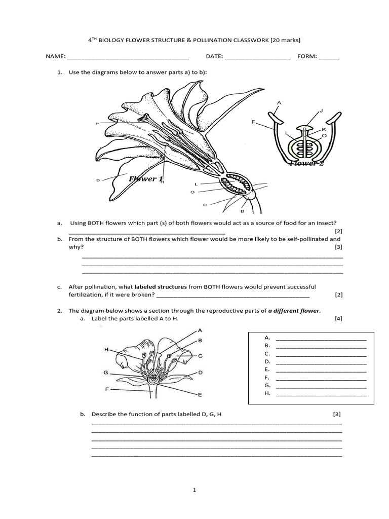 Grade 10 Biology Pollination Classwork | PDF | Flowers | Biological ...