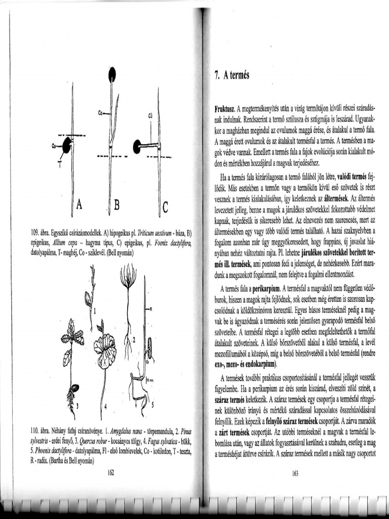 Termés | PDF