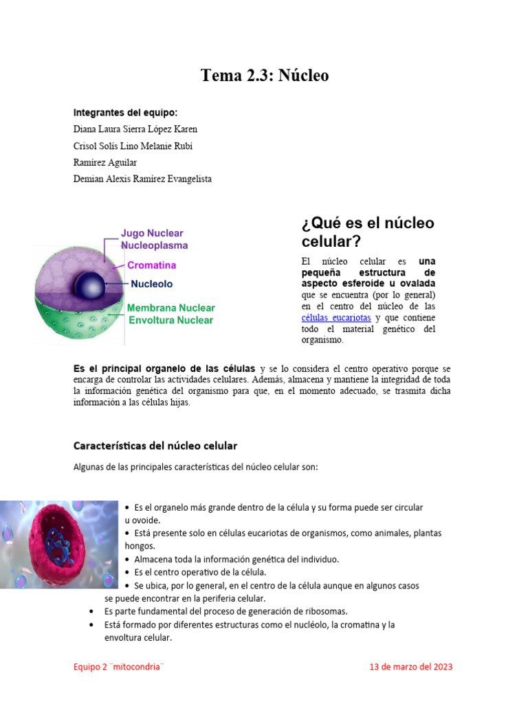Jugo nuclear y funciones del núcleo celular | PDF | Ciencia y matemáticas