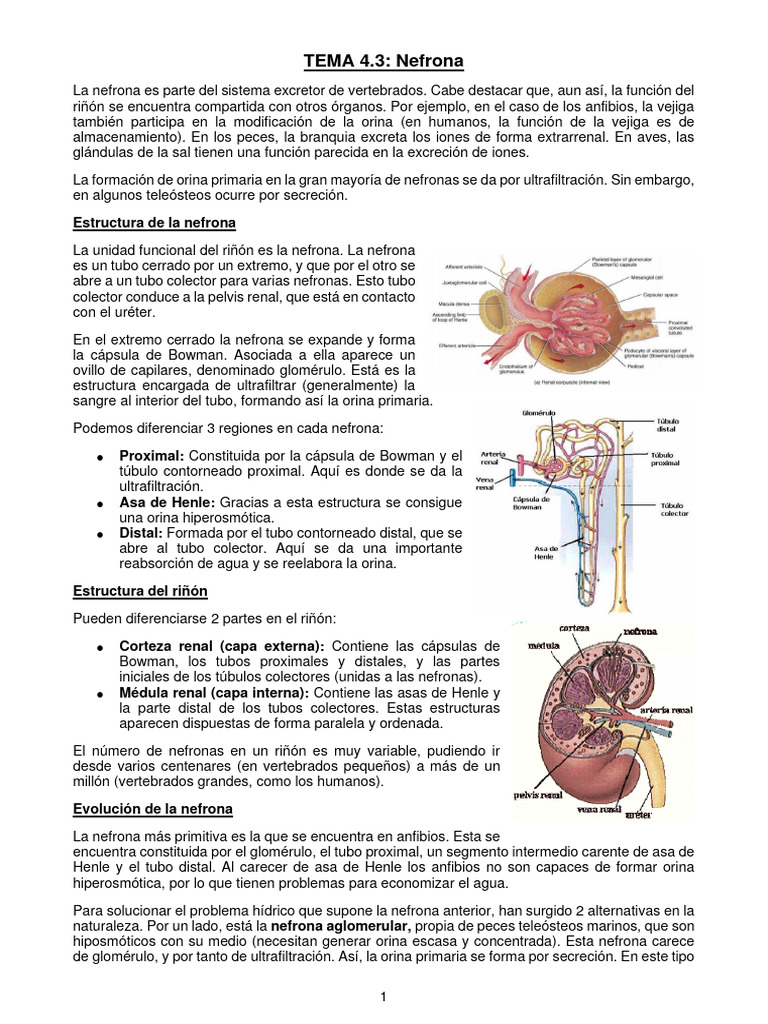 Tema 4.3. Nefrona | PDF | Riñón | Anatomia animal