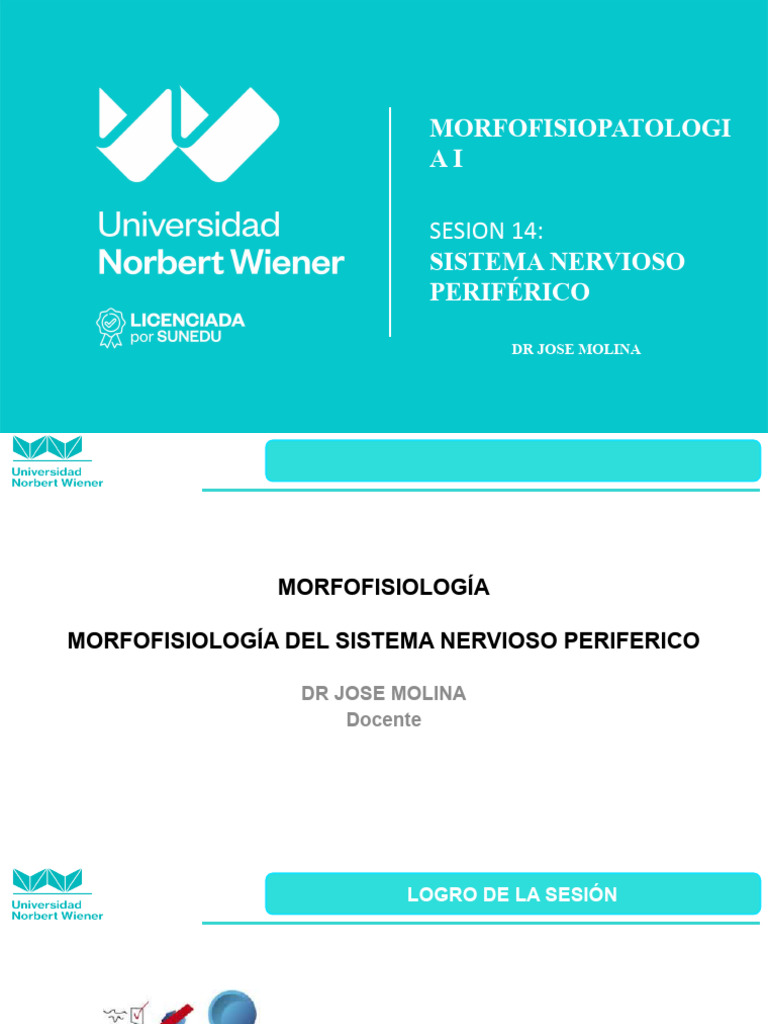 14 Clase Morfo I Teoria 18 Junio | PDF | Sistema nervioso | Anatomía