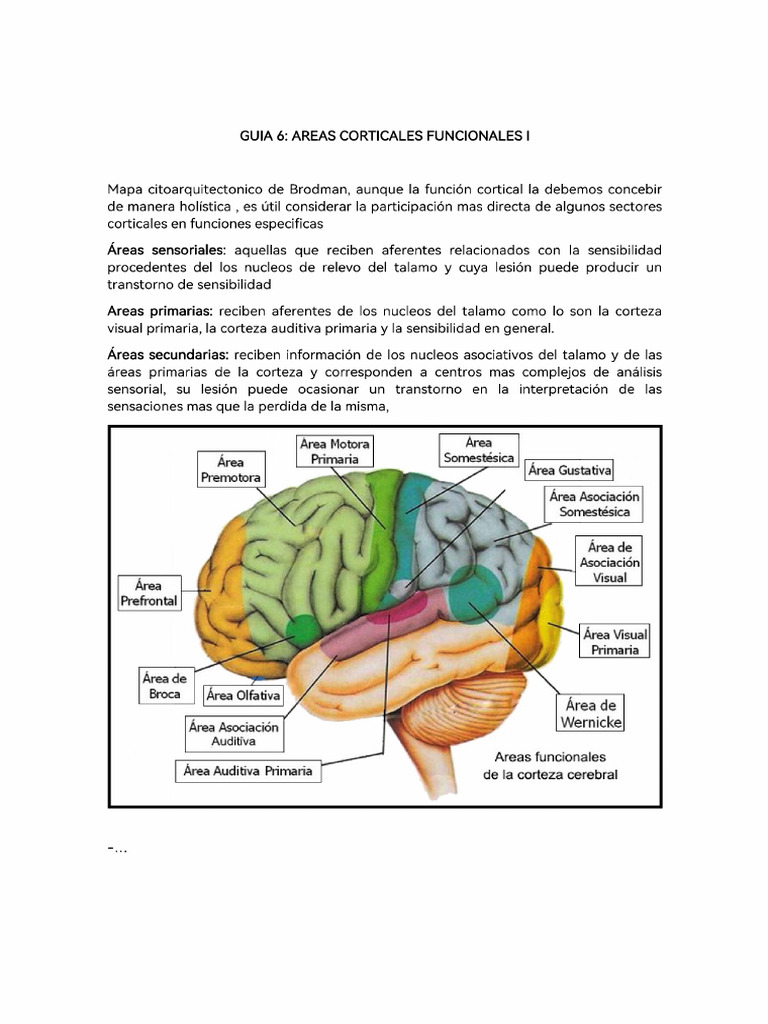 Areas Corticales Funcionales | PDF