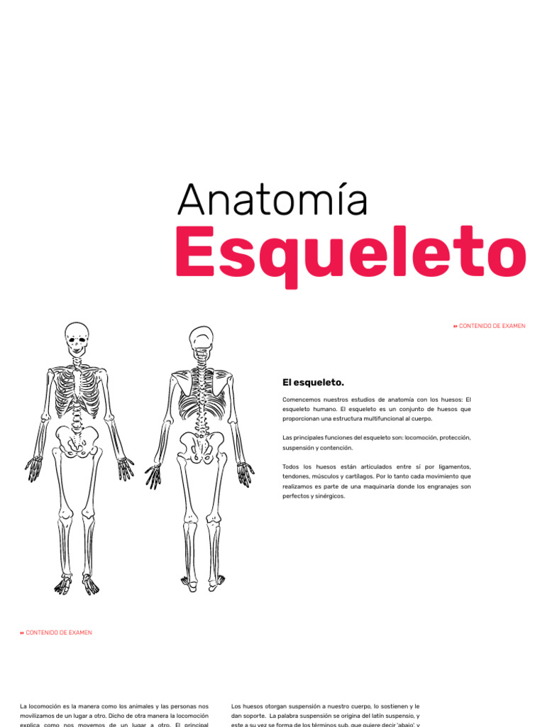 01 Esqueleto | PDF | Esqueleto | Vértebra