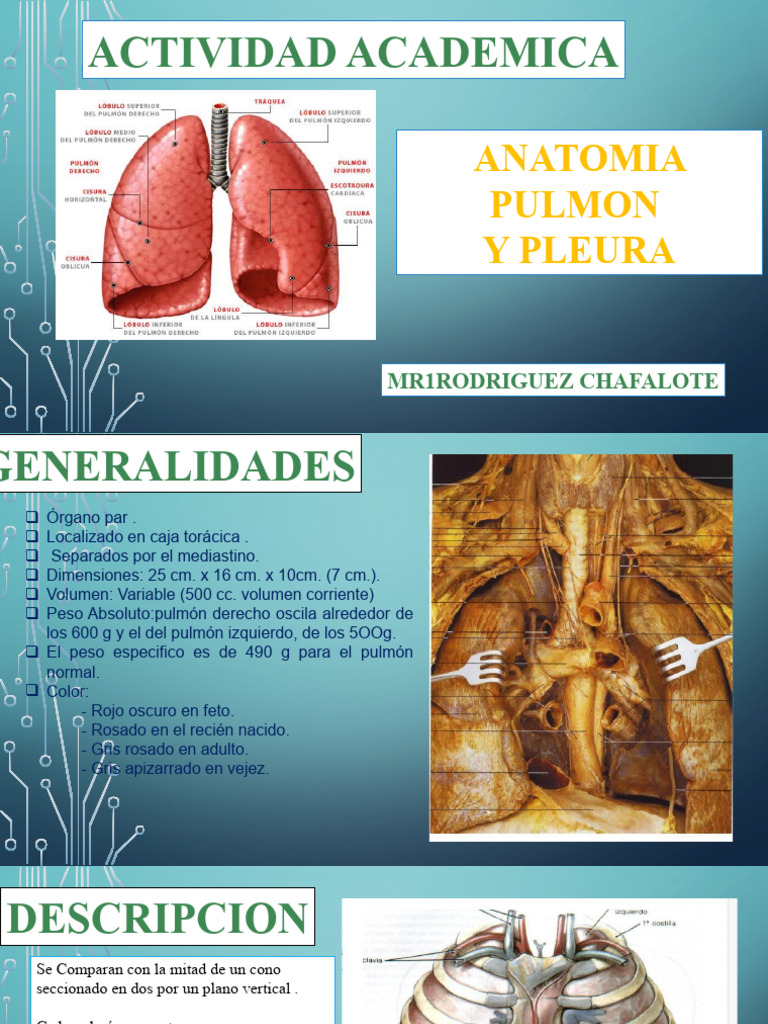 Anatomía del Pulmón y Pleura | PDF | Pulmón | Morfología (biología)