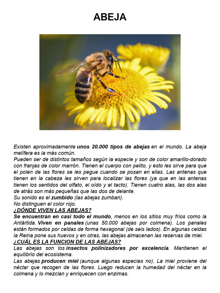 Abeja | PDF