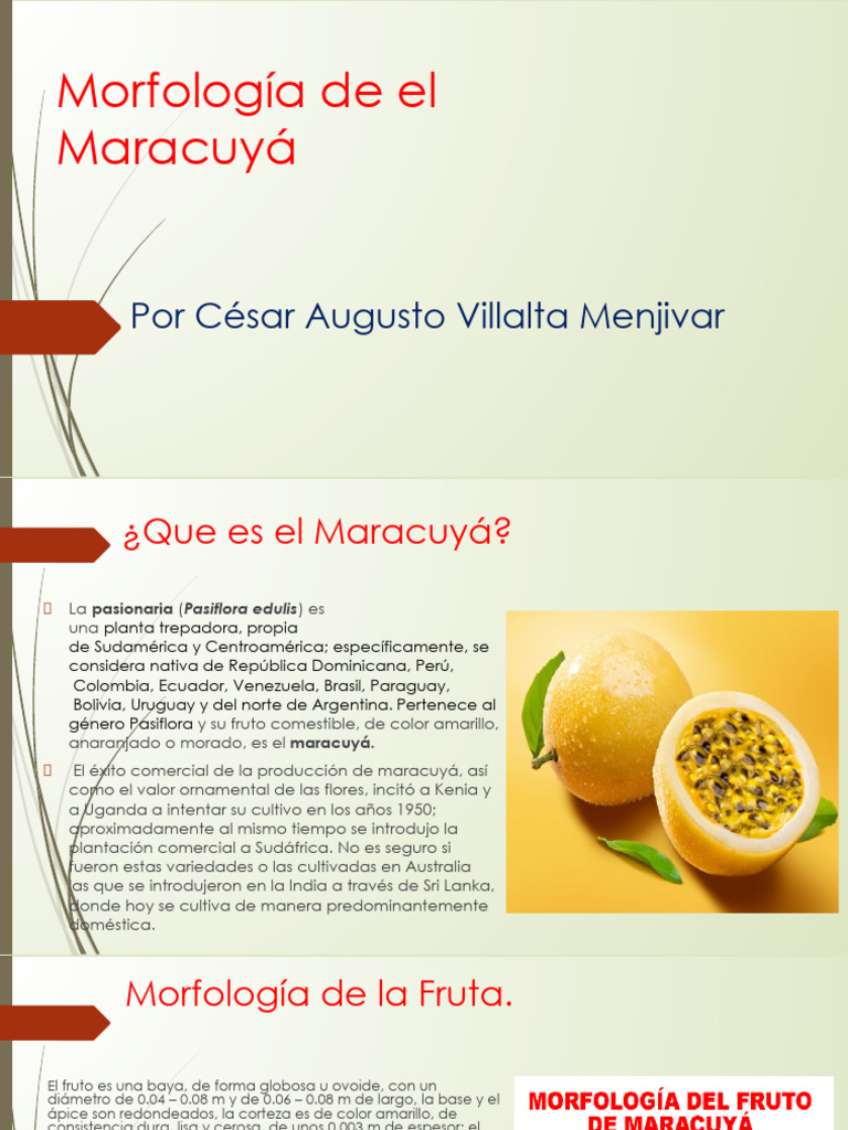 Morfología de El Maracuyá Cesar | PDF | Horticultura | Plantas