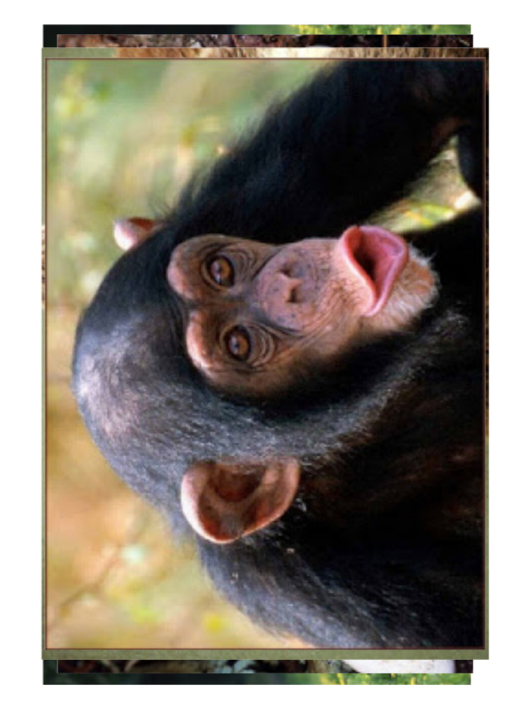 Rantai MKNN Sains t5 | PDF