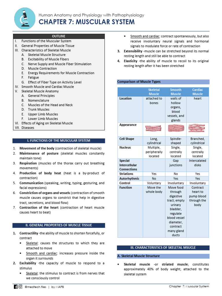 Muscular System | PDF