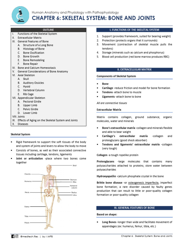 Skeletal System Bone and Joints | PDF | Vertebra | Bone