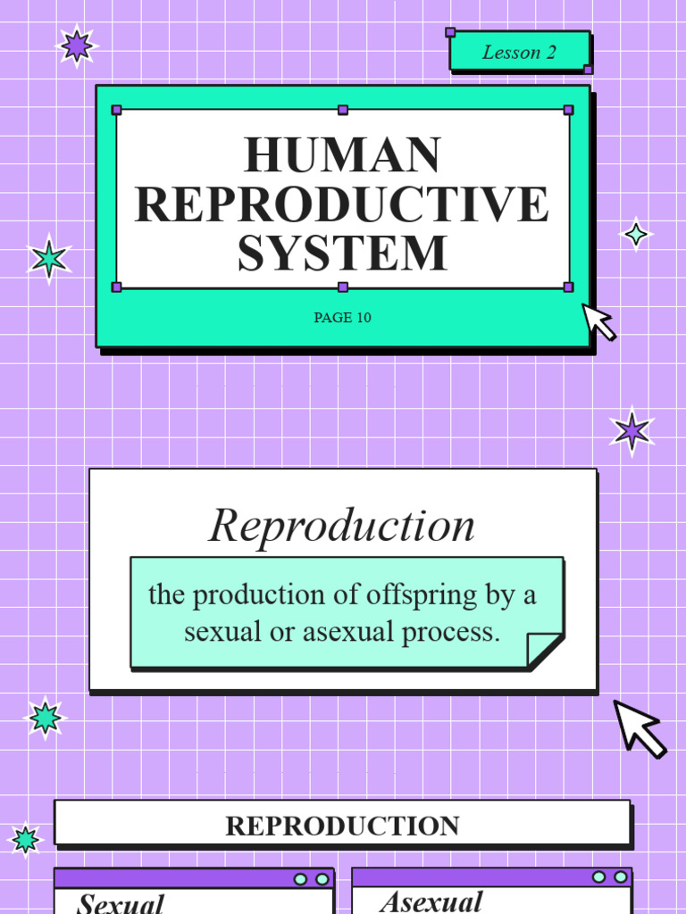 Lesson 2. Reproductive System | PDF | Reproductive System | Testicle