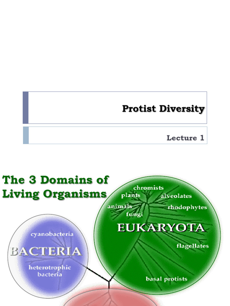 Lecture 1 2021 - Protist Diversity | PDF | Cell (Biology) | Eukaryotes