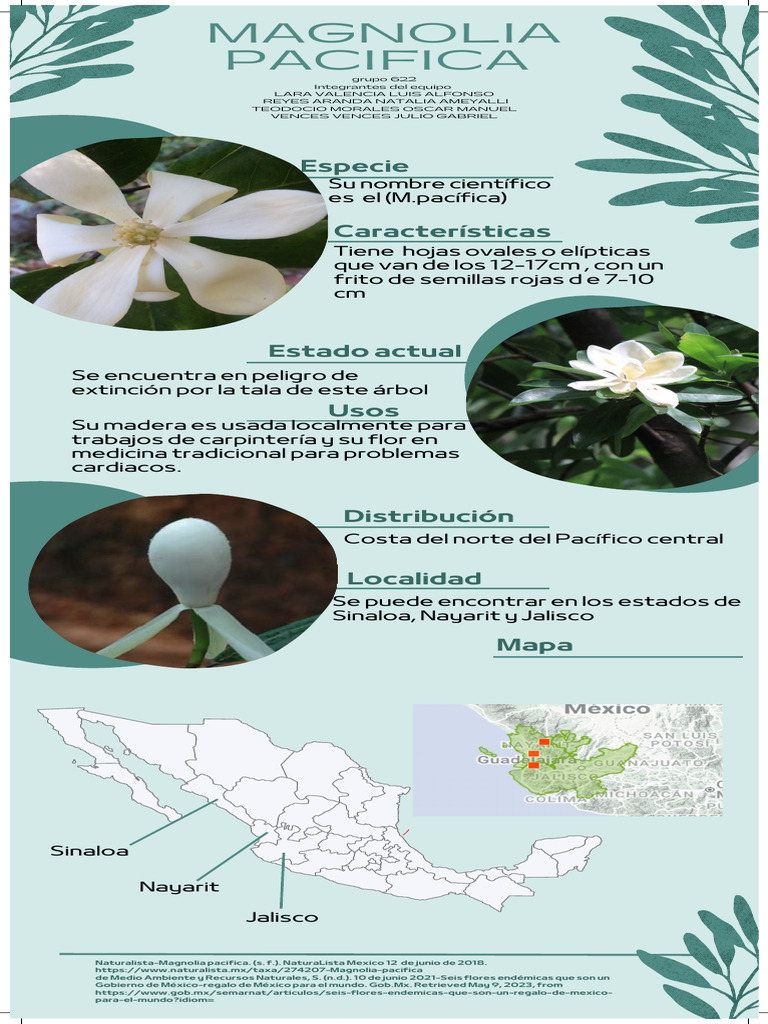 Infografía Magnolia Pacífica | PDF