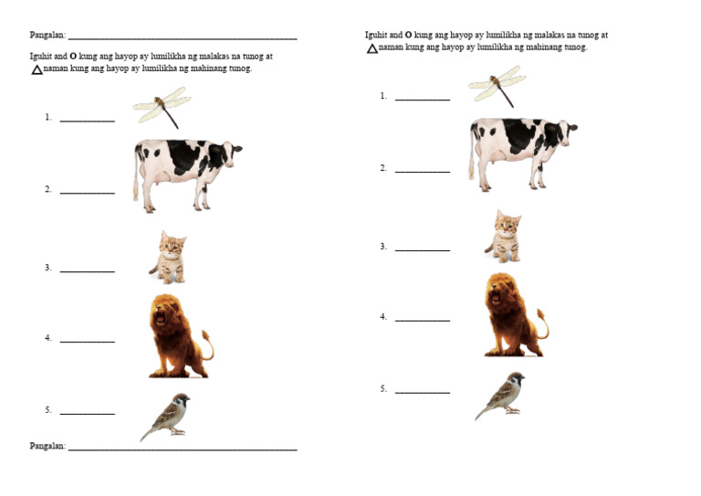 Animals Activity Sheet | PDF