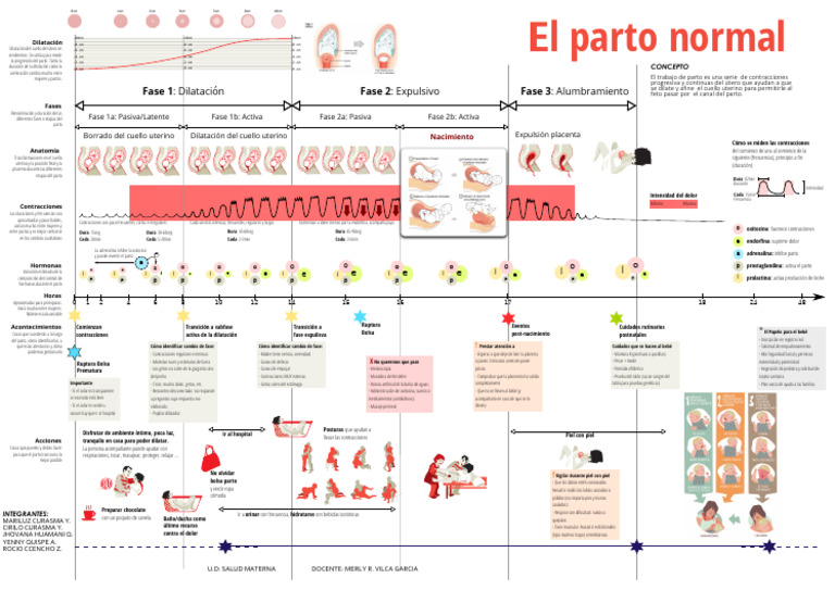Fases y Dilatación del Parto | PDF | Parto | Especialidades Medicas