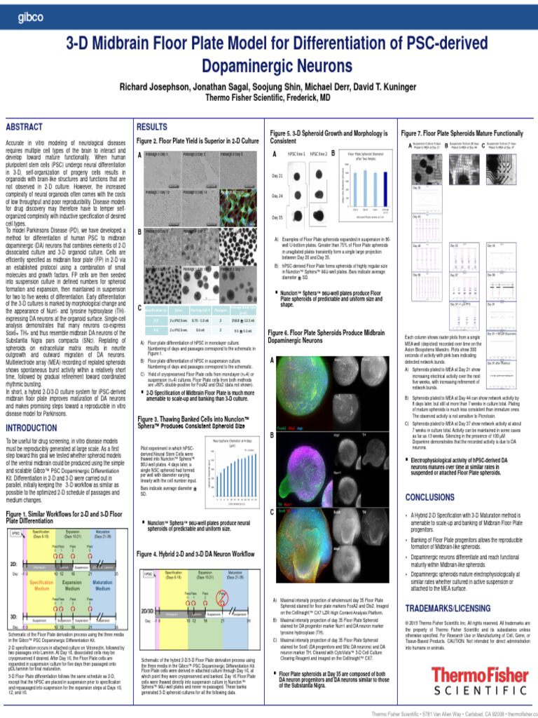 3D Midbrain Floor Plate Model For Differentiation of PSC-derived ...