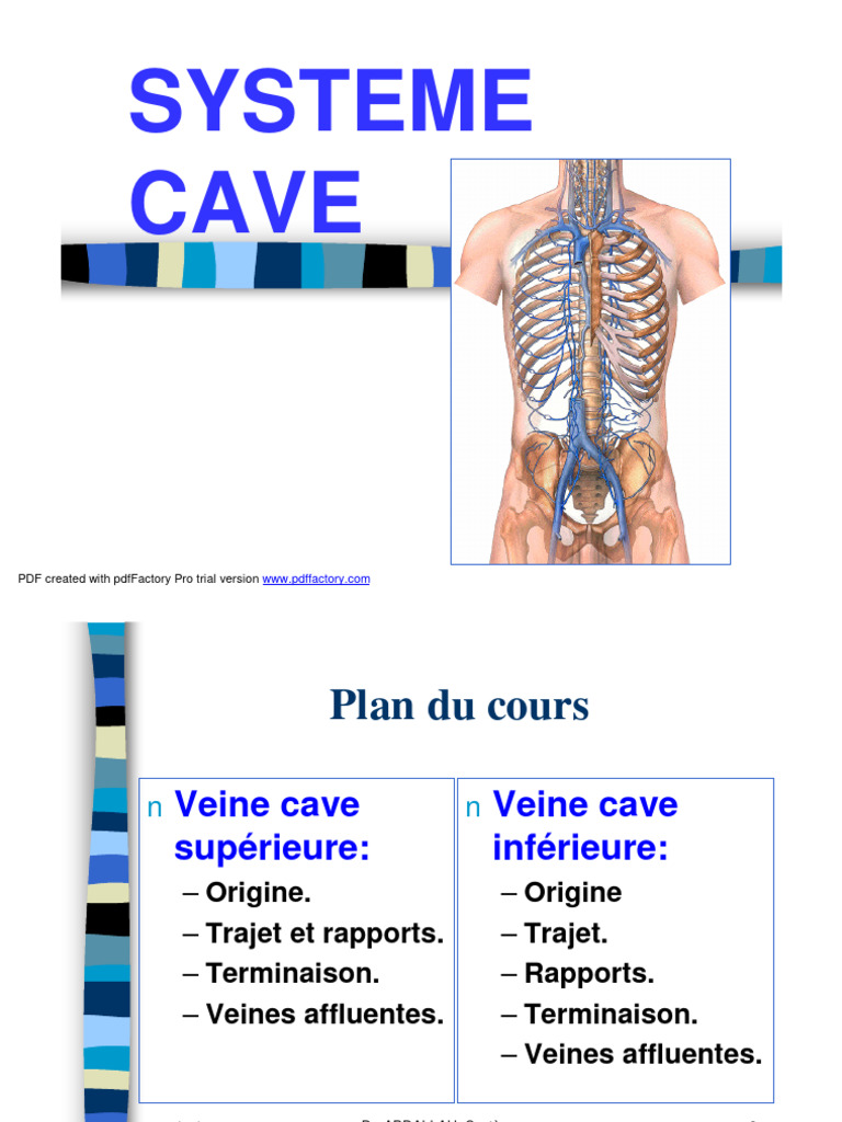 Anatomie du Système Cave Veineux | PDF | Organe | Angiologie