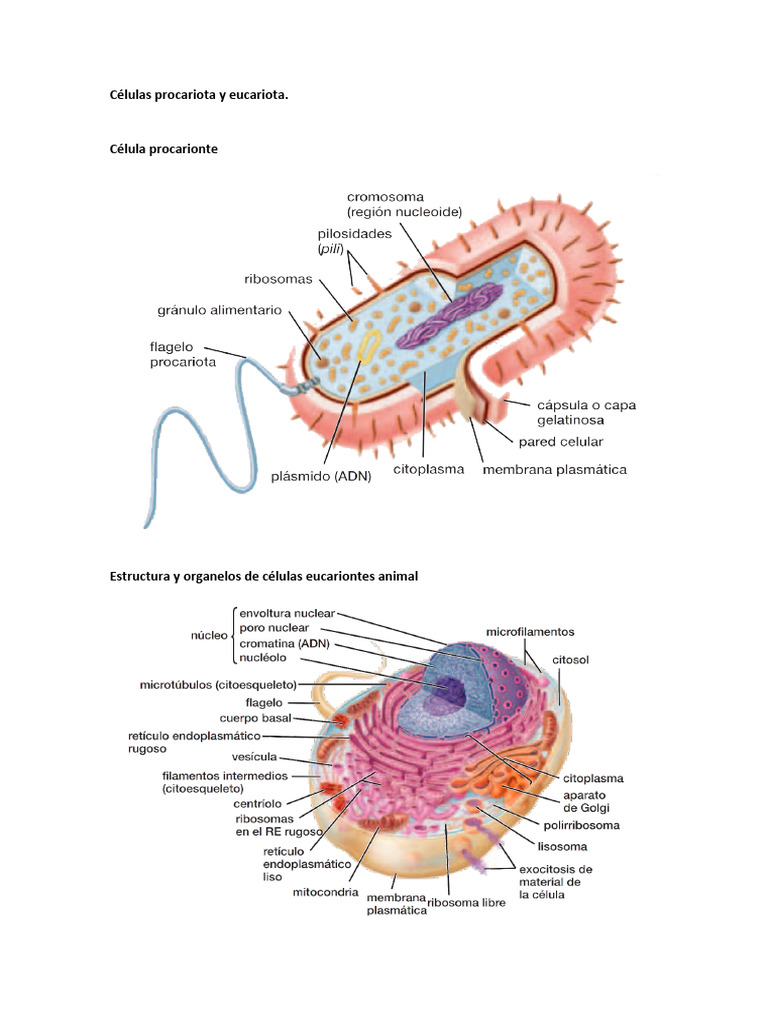 Células Procariota y Eucariota | PDF | Salud y bienestar | Ciencia y matemáticas