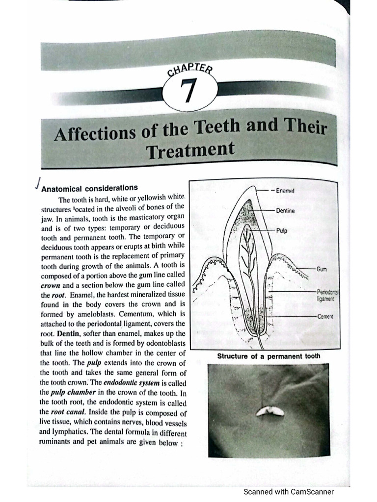 Affection of Teeth | PDF