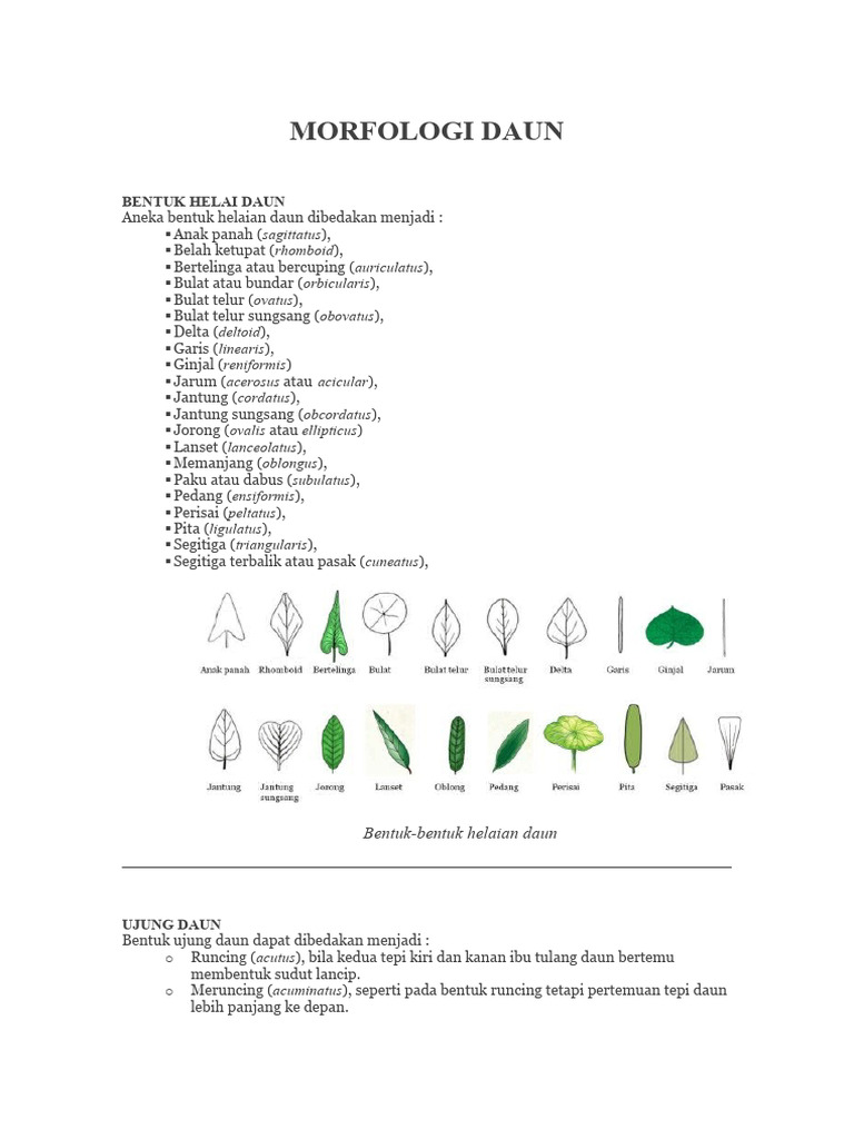 Materi Morfologi Daun | PDF