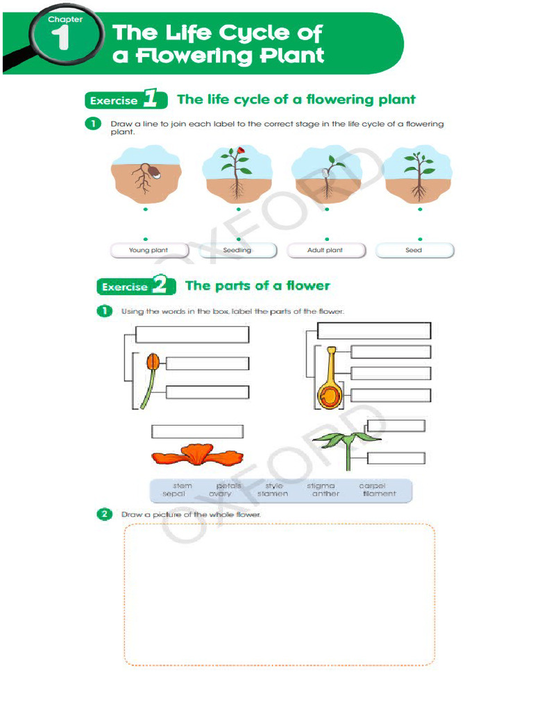 Worksheet Science Chapter 1 Kelas 5 | PDF