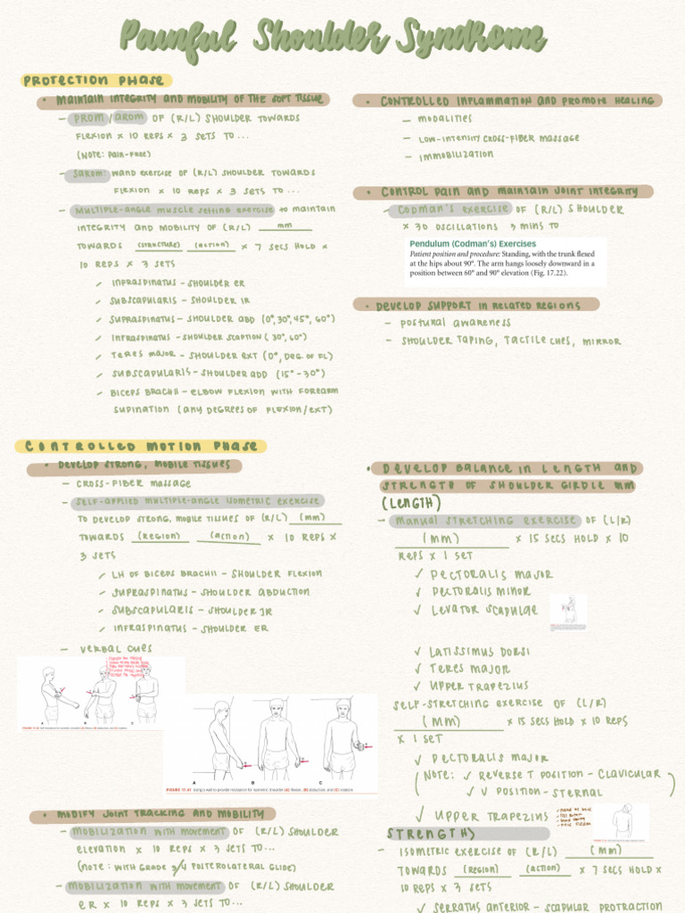 Exercise Prescription | PDF | Anatomical Terms Of Motion | Elbow