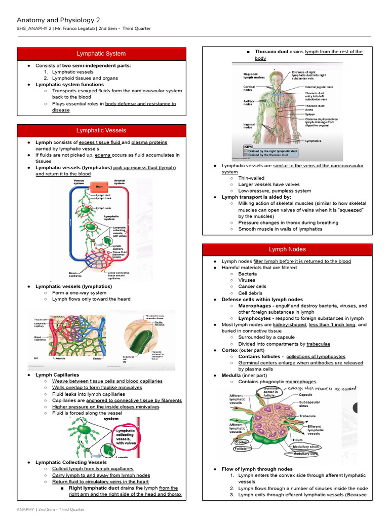 Anatomy and Physiology 2 | PDF