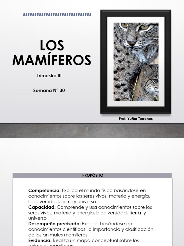 Animales_mamiferos (2) | PDF | Mamíferos | Murciélago