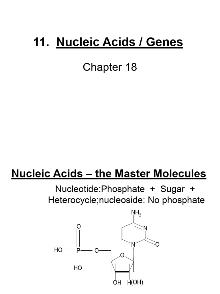Nucleic Acids – the Master Molecules | PDF | Dna | Nucleic Acids