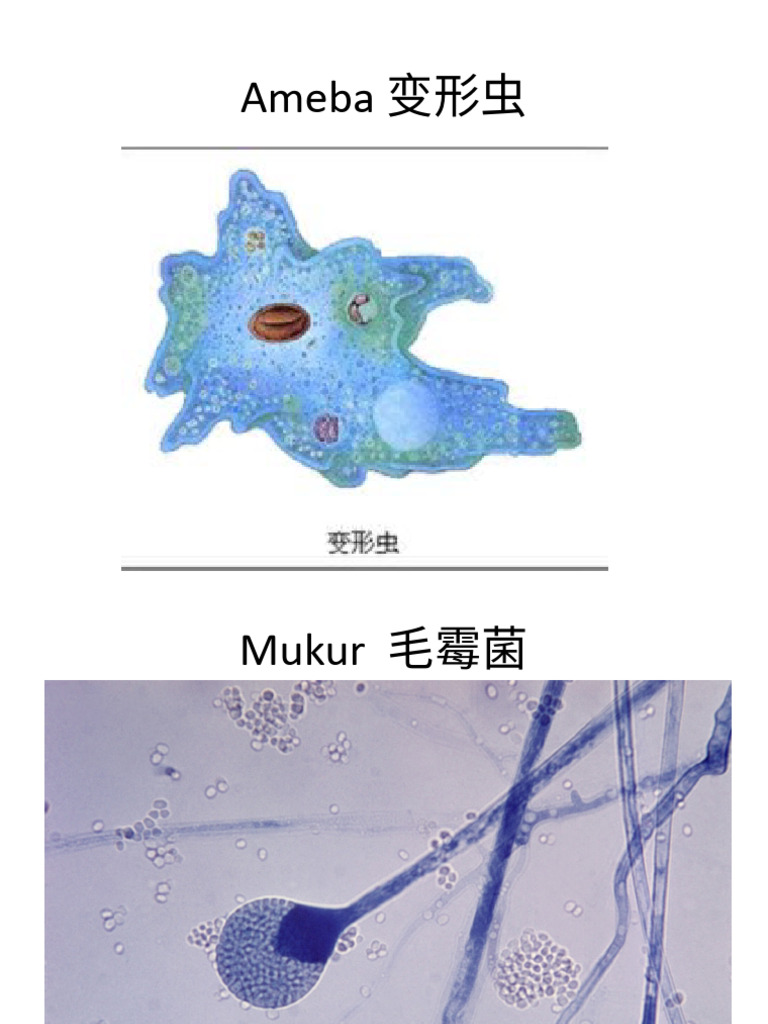 Ameba变形虫 | PDF