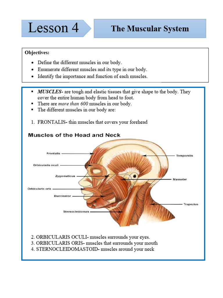 Lesson 4- science 6 muscular system | PDF