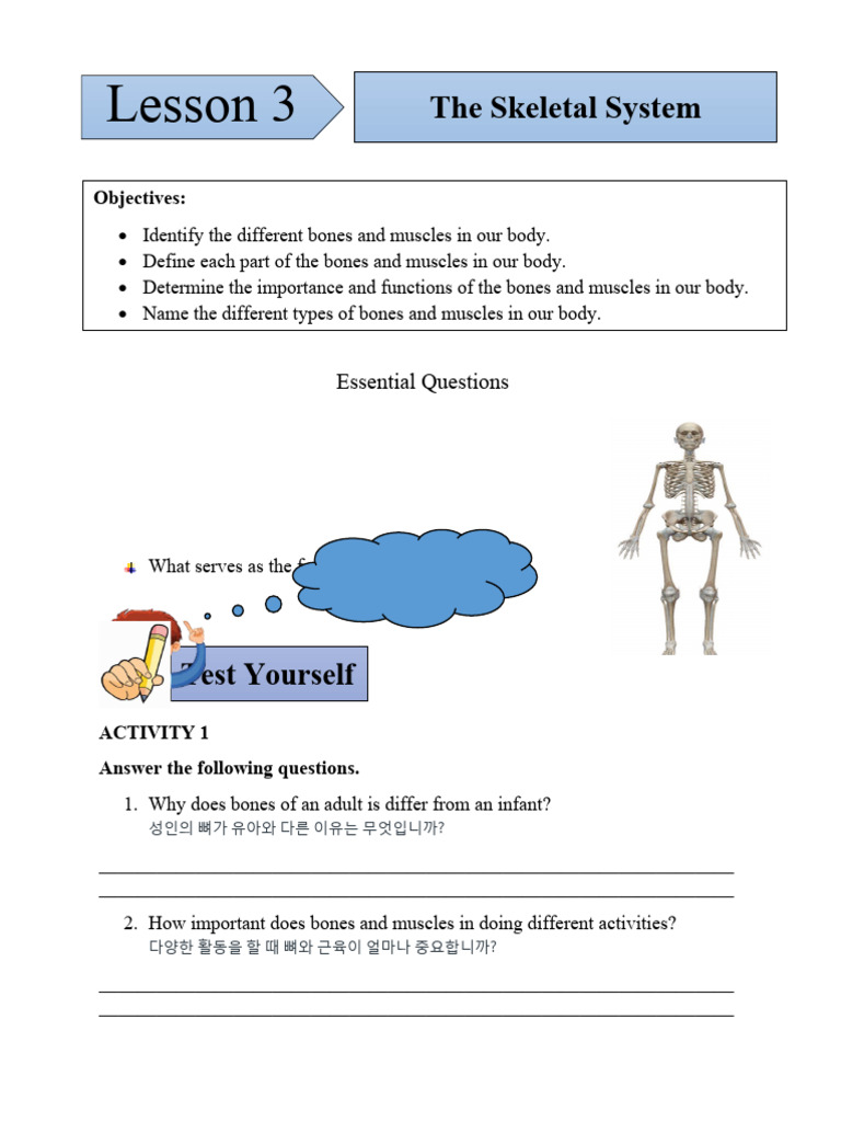 Lesson 3 | PDF | Skeletal Muscle | Bone