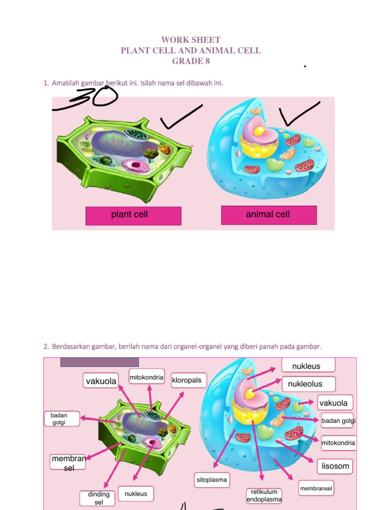 Work Sheet Plant Cell and Animal Cell | PDF
