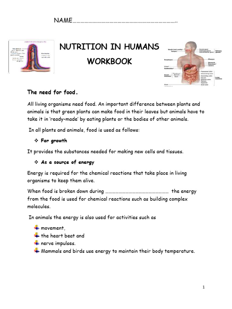 Nutrition in Humans Workbook | PDF | Small Intestine | Digestion