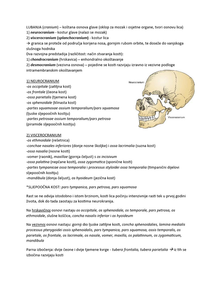 Anatomija-3 Kolokvij | PDF