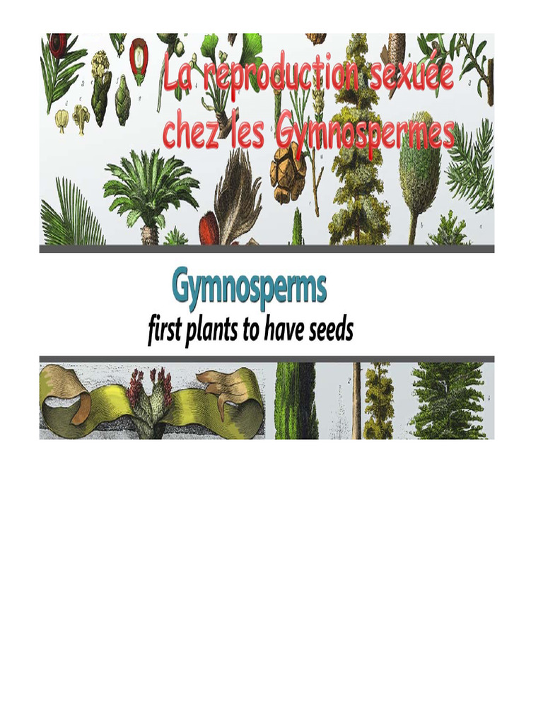 Reproduction des gymnospermes expliquée | PDF | Graine | Fécondation