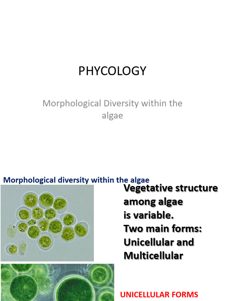 Morphological Diversity in Algae | PDF | Algae | Cell (Biology)