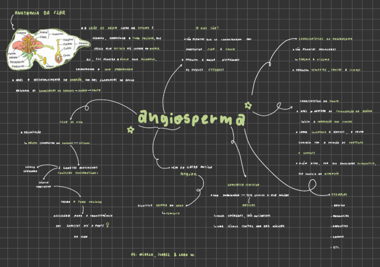 Mapa Mental Angiosperma | PDF | Fruta | Semente