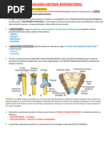 Laminación de Rexed | PDF | Médula espinal | Cerebelo