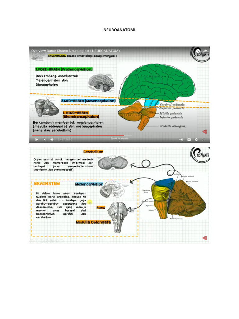 NEUROANATOMI | PDF